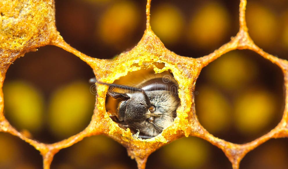 Preparing Bees To Emerge from Cocoons Stock Photo - Image of holes ...