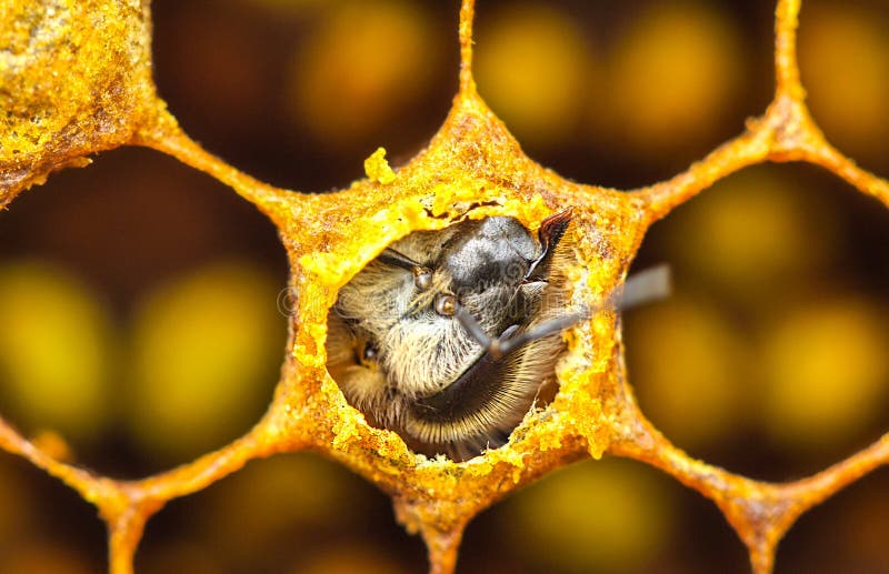 Preparing Bees To Emerge from Cocoons Stock Photo - Image of video ...