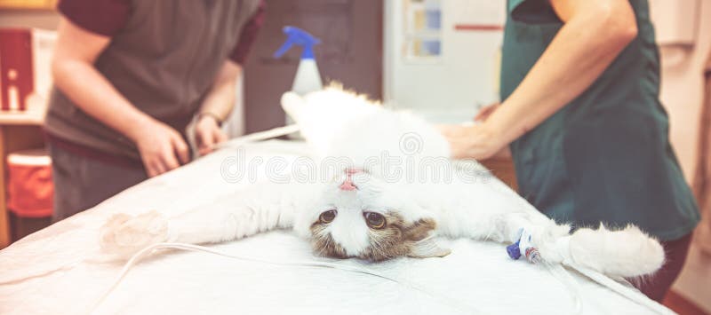 Preparing the Cat for Surgery at the Veterinary Clinic Stock Image ...