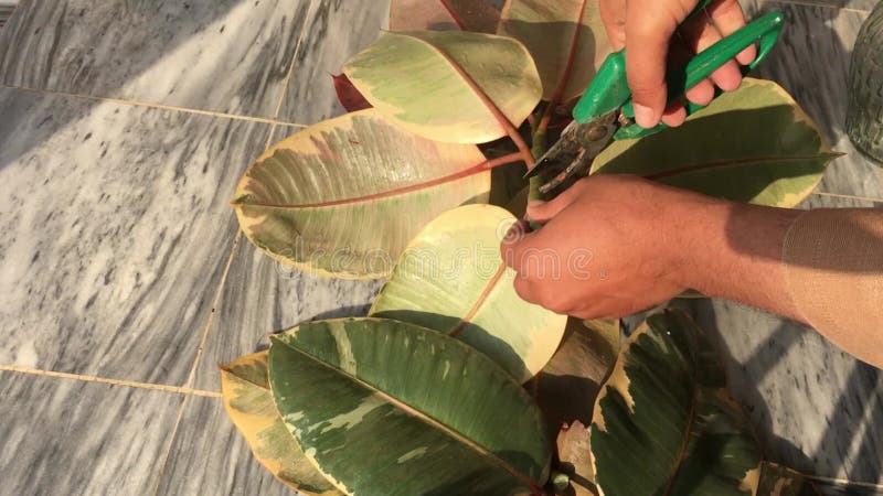 Ficus Elastica the Rubber Fig Plant Stock Footage - Video of plant ...