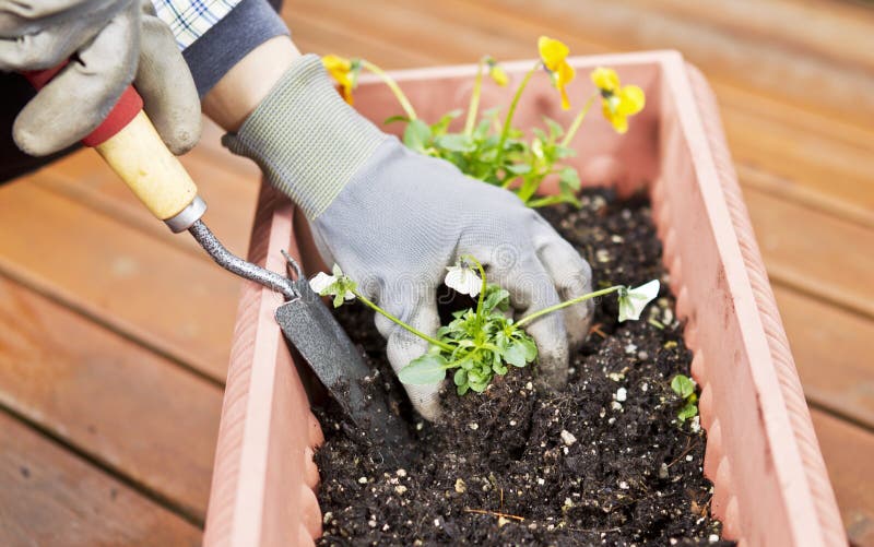 Preparing Flowers for Patio Display Stock Image - Image of housework ...
