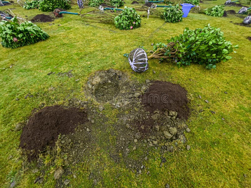 Preparing a Hole and Planting a Tree Stock Photo - Image of ...