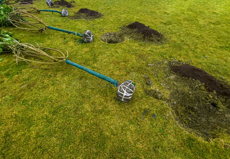 Preparing a Hole and Planting a Tree Stock Photo - Image of ...