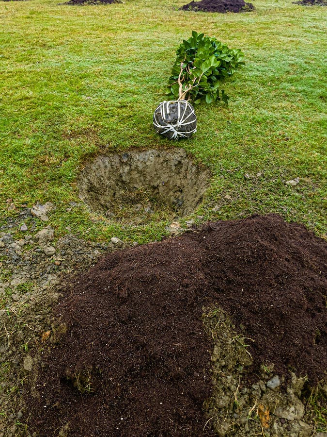 Preparing a Hole and Planting a Tree Stock Photo - Image of cultivation ...