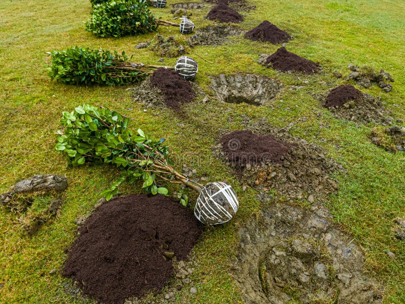 Preparing a Hole and Planting a Tree Stock Photo - Image of preparation ...