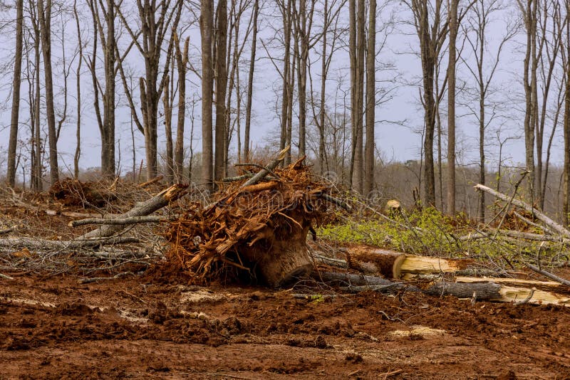 Preparing Land for Construction of Uprooted Tree from the Ground on the ...