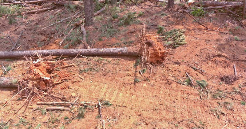 Deforestation of Forest Dig Up Tree-stumps and Roots after the Forest ...