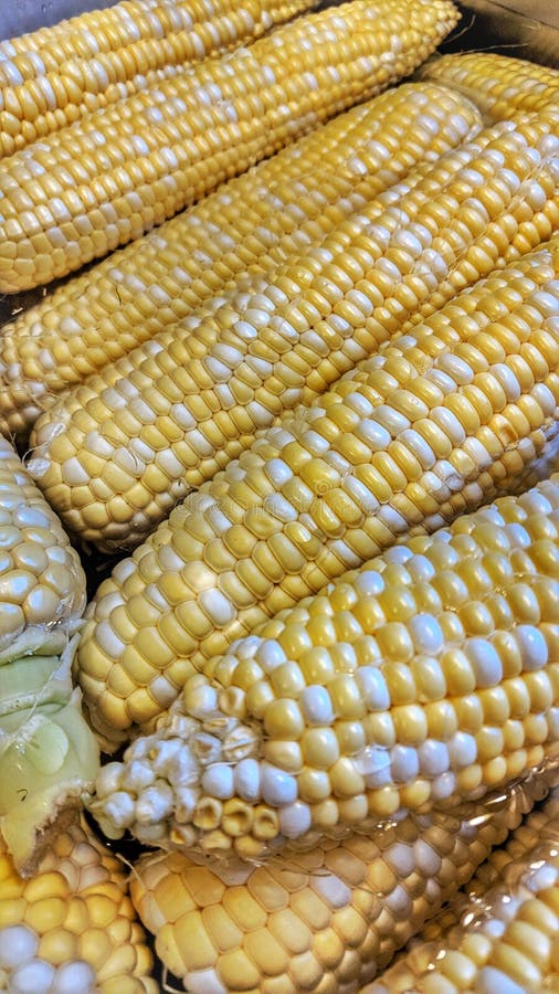 Freshly Picked Sweet Corn on the Cob in Sink Stock Photo - Image of ...