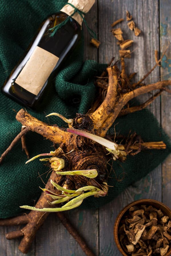 Medicinal root elecampane stock photo. Image of drug - 100264016