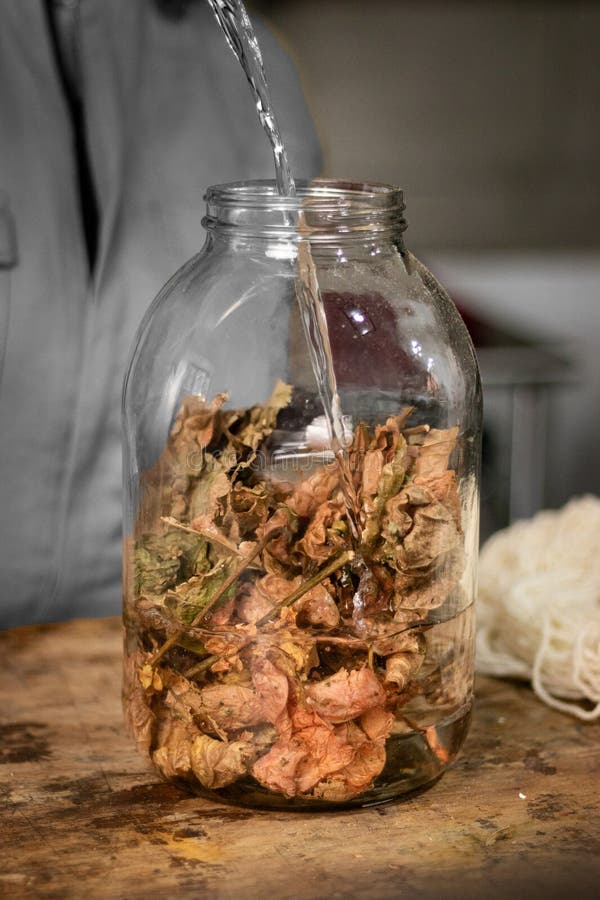 Preparing Natural Wool Dye in a Container with Water and Plants Stock ...