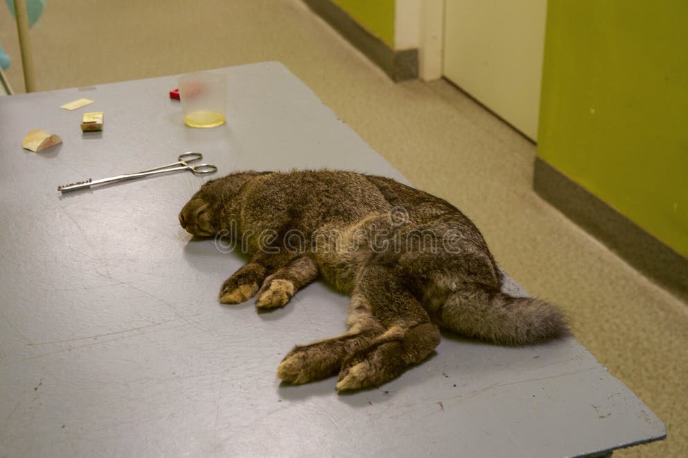 Preparing Rabbit for Surgery Stock Image - Image of operating, doctor ...