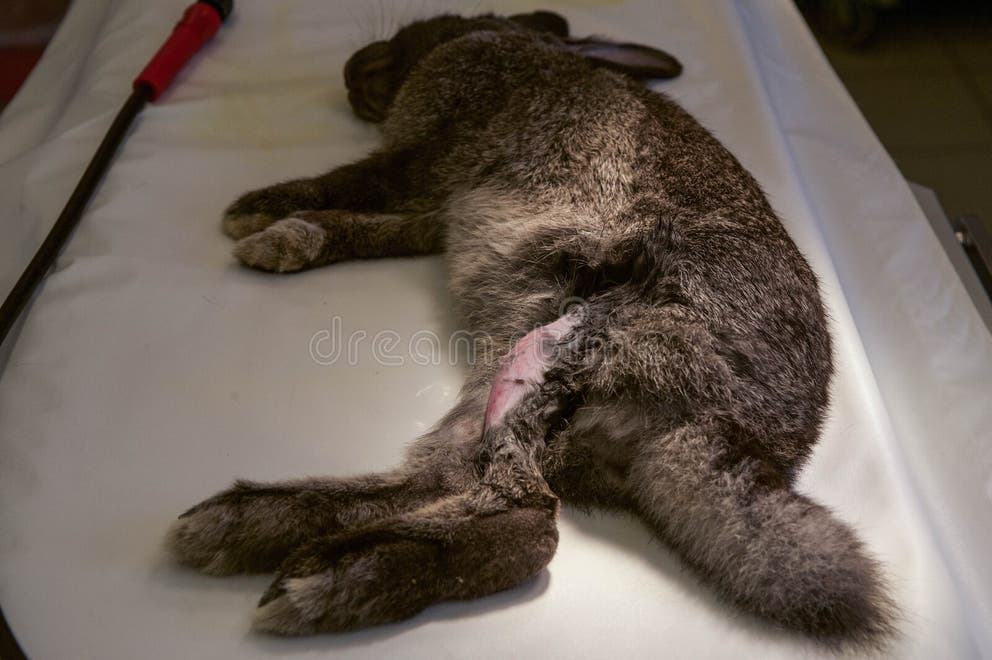 Preparing Rabbit for Surgery Stock Image - Image of injection, hand ...