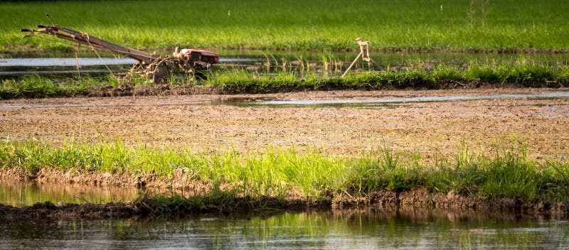 Preparing Rice Farm in Farming Season Stock Photo - Image of green ...