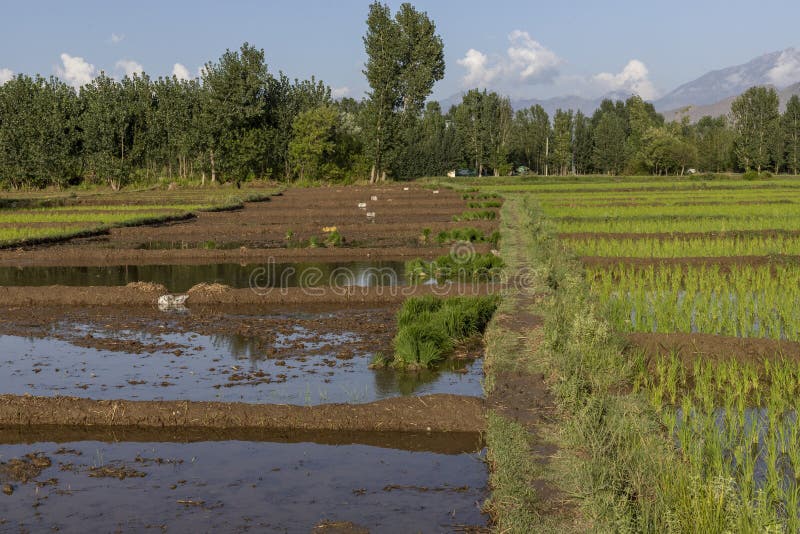 Preparing Rice Fields for Cultivation of Rice Seedlings in a Flooded ...