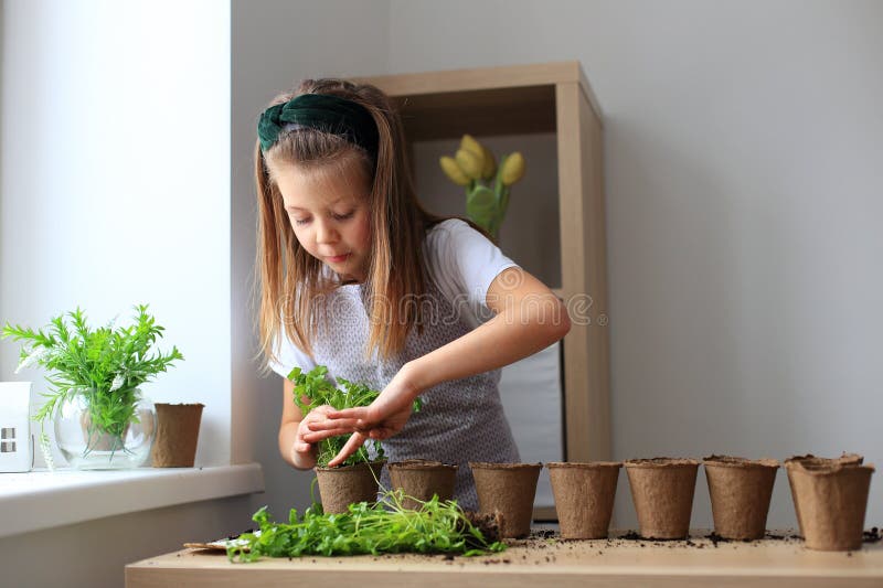 Preparing Seedlings for Planting in the Ground Stock Photo - Image of ...
