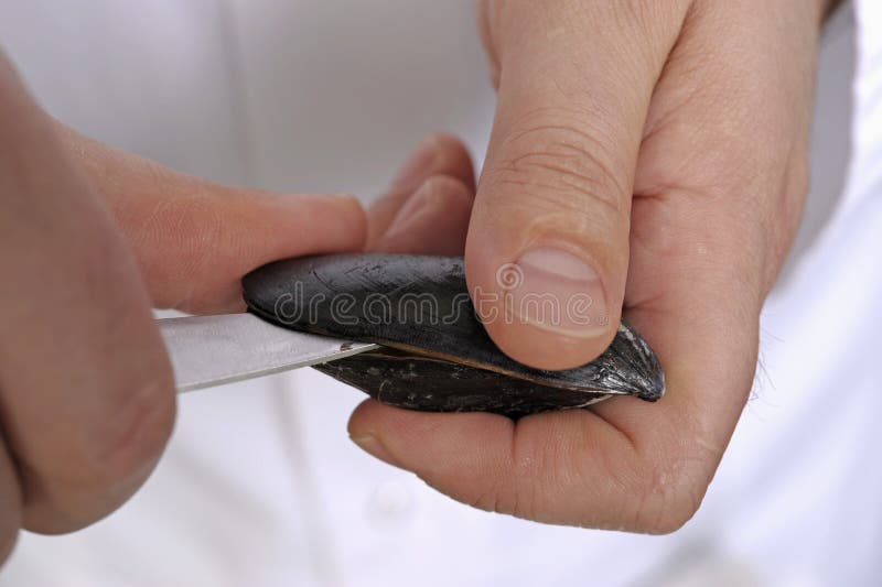 Preparing shellfish stock image. Image of shell, mussel - 23707463