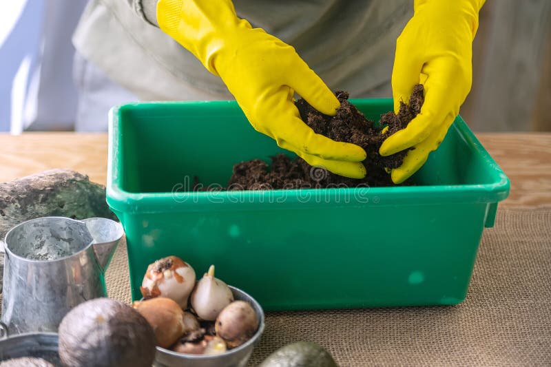 Preparing the Soil for Planting Tulip Bulbs in a Box Stock Image ...