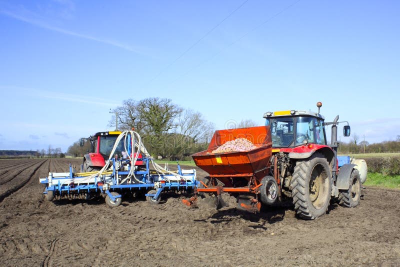 Preparing To Plant Potatoes Stock Photo - Image of commercial, farm ...