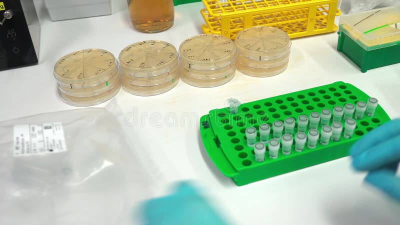 Preparing the Work Table for Sowing Bacteria on Solid Nutrient Media ...