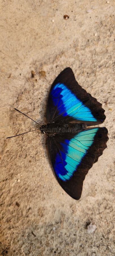 Prepona Banded King Shoemaker Stock Image - Image of petal, leaf: 360262387
