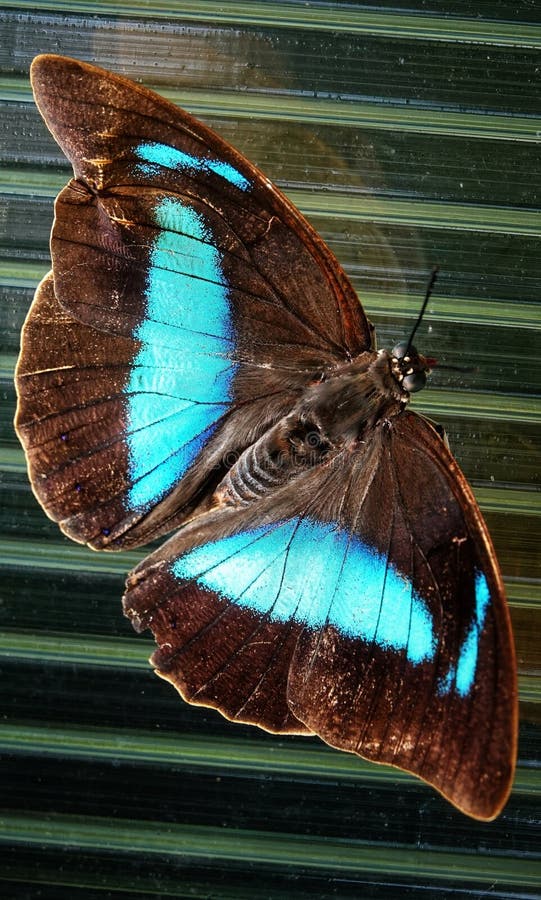 Prepona Butterfly Antipa Museum Bucharest Stock Photos - Free & Royalty ...