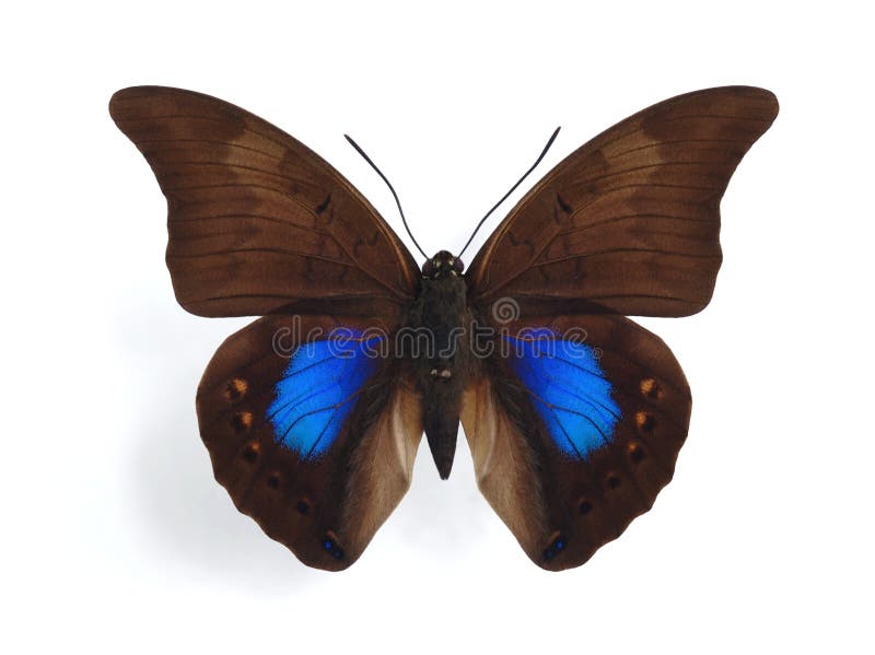 Prepona chromus stock image. Image of beauty, blue, fairy - 10592633