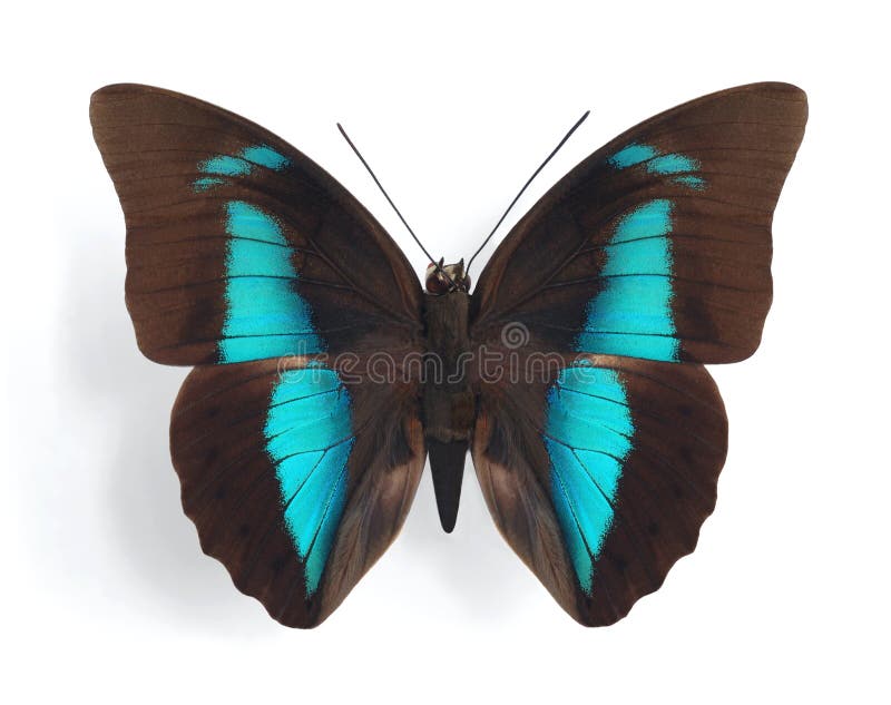 Prepona Stock Photos - Free & Royalty-Free Stock Photos from Dreamstime