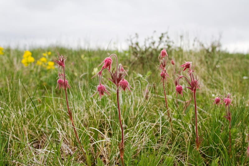 Preryjny Dym Kwitnie W Polu Zdjęcie Stock - Obraz złożonej z kwiaty ...