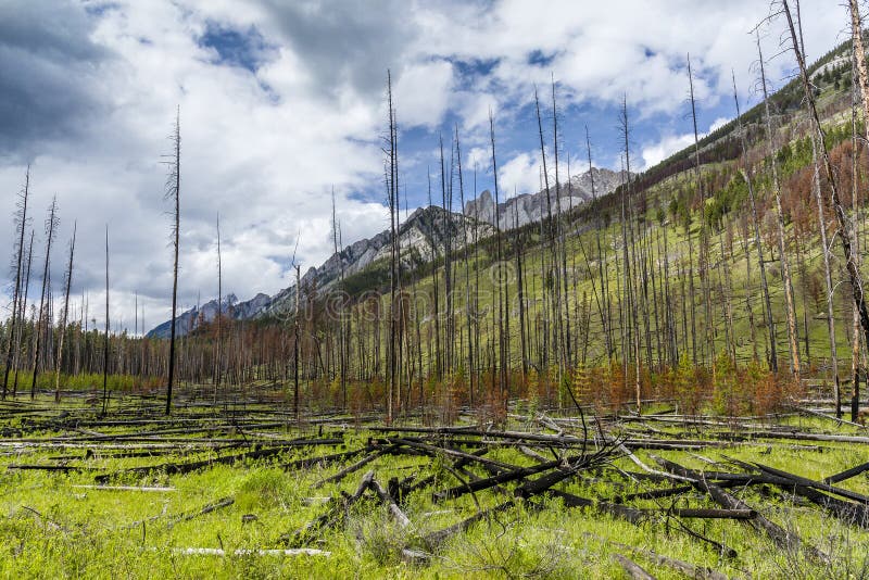 Prescribed Burn in a Boreal Forest - Banff National Park Stock Photo ...
