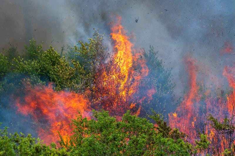 Burning Brush in Forest Fire Stock Photo - Image of environment ...