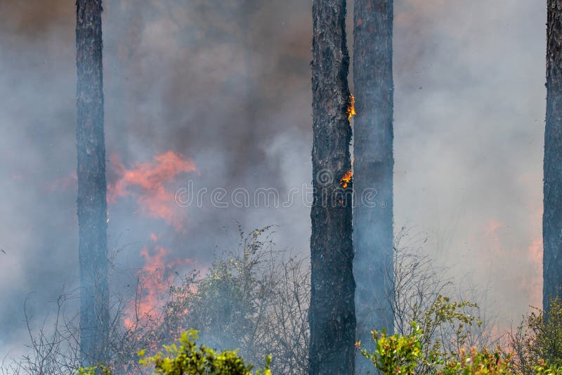 Burning Trees in Forest Fire Stock Image - Image of flora, flames ...