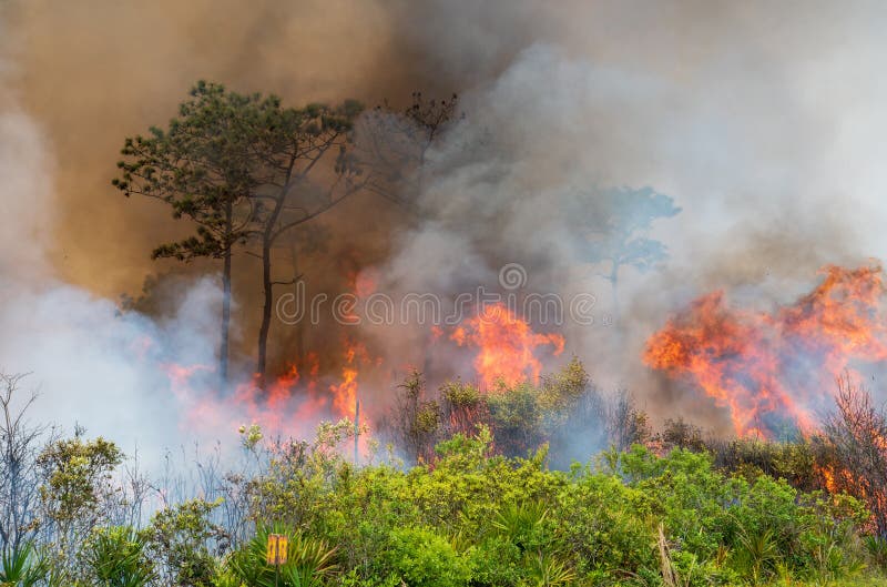 Forest fire in Florida stock image. Image of park, burning - 217000983