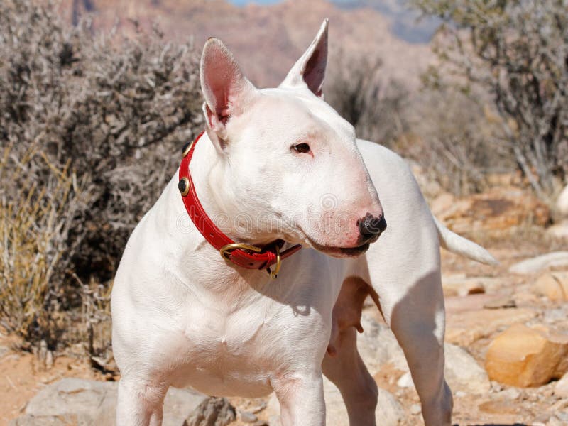 Tiro Blanco De La Cabeza De Bull Terrier Imagen de archivo - Imagen de ...