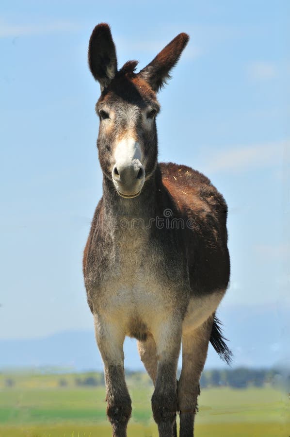 Presentación de la mula imagen de archivo. Imagen de paquete - 15063599
