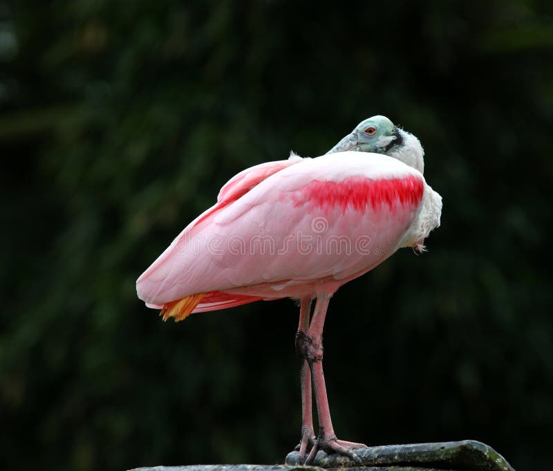 Pájaro rosa posando foto de archivo. Imagen de cubo, plumas - 10325096