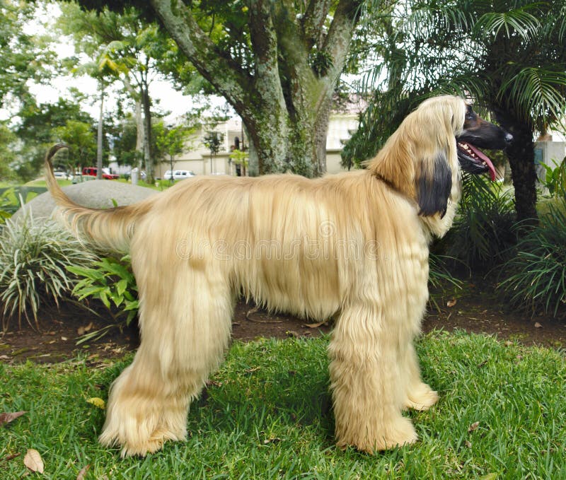 Galgo afgano posando foto de archivo. Imagen de perrito - 1642260