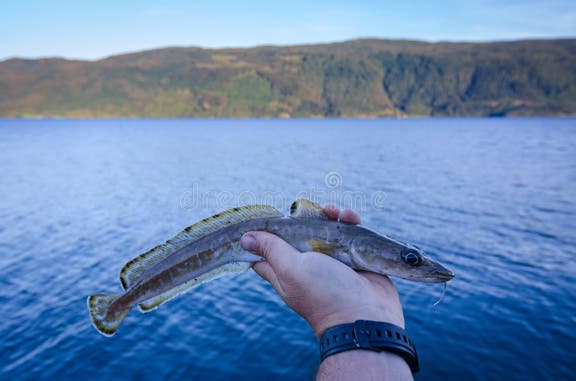 Presentation of ling fish stock photo. Image of animal - 43420708