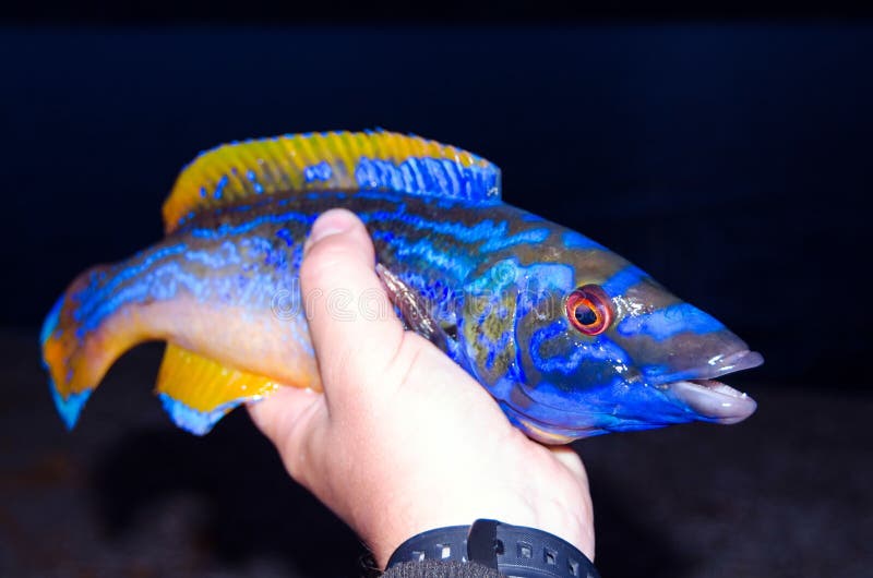 Mixtus Di Labrus Del Labro Comune Del Cuculo Fotografia Stock ...