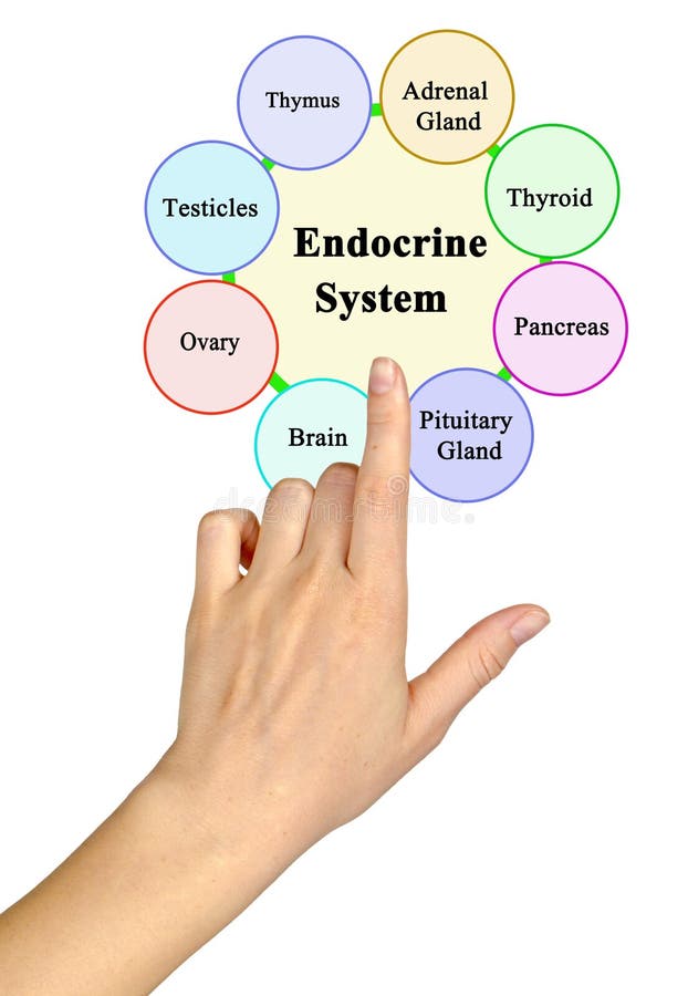 Components of Endocrine System Stock Photo - Image of endocrine ...