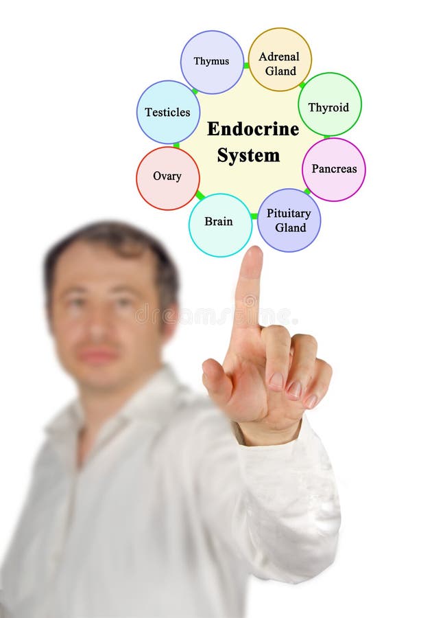 Components of Endocrine System Stock Image - Image of diagram, male ...