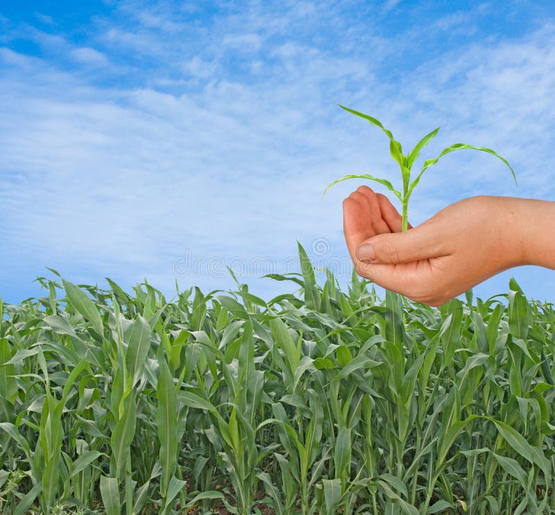 Presenting corn shoot stock photo. Image of plant, present - 16985124