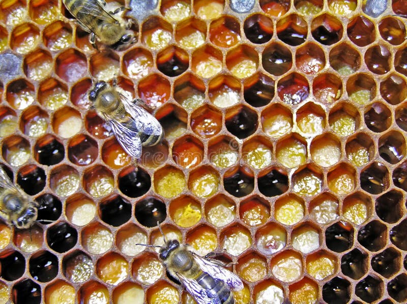 Preservation of Pollen. Bee-bread. Stock Photo - Image of canning ...