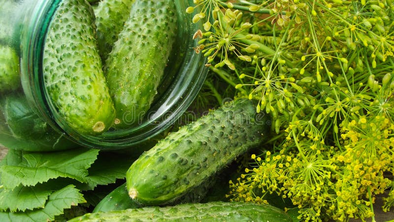 We Preserve Cucumbers with Dill. Stock Photo - Image of pickling, ripe ...