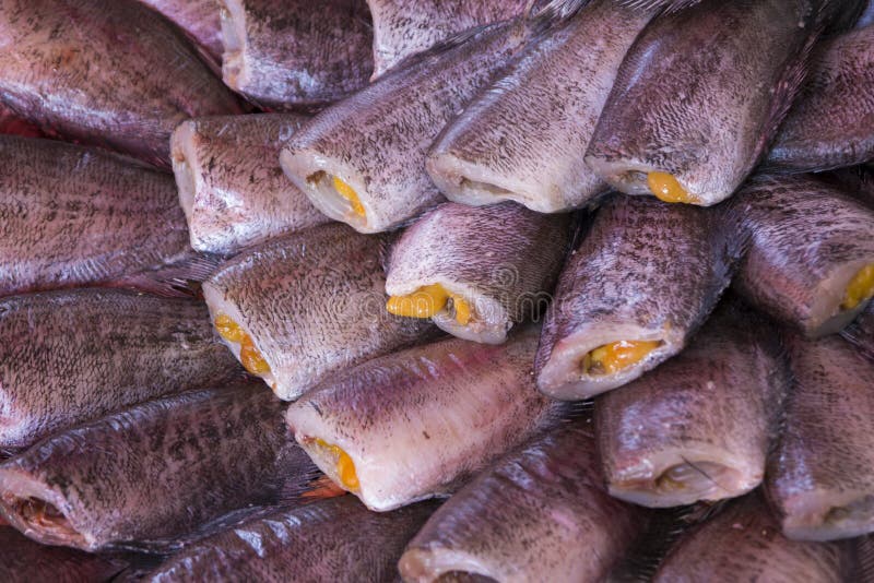 Preserved fish stock photo. Image of pectoralis, salty - 38918976