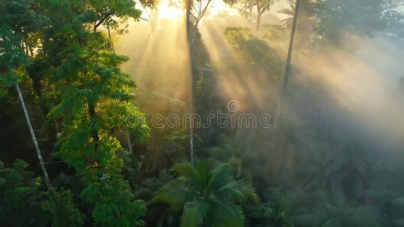 Preserved Forests: Guardians of Biodiversity Stock Video - Video of ...