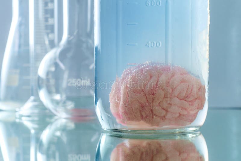 Preserved Human Brain Jar stock photo. Image of liquid - 165570492