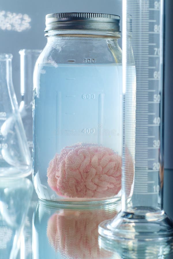 Preserved Human Brain Jar stock photo. Image of flasks - 165570446