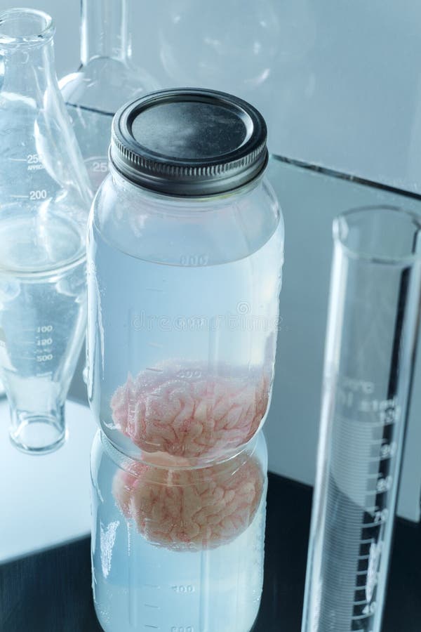 Preserved Human Brain Jar stock photo. Image of equipment - 203597510