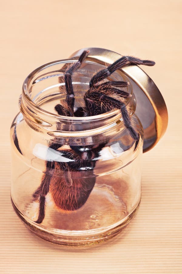 Preserved Poisonous Tarantula Stock Photo - Image of chromatopelma ...