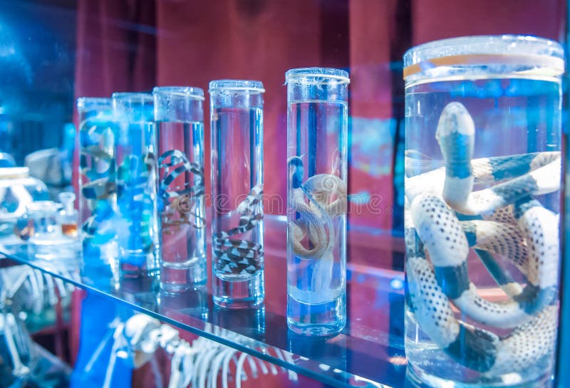 Preserved Snakes Stock Photos - Free & Royalty-Free Stock Photos from ...